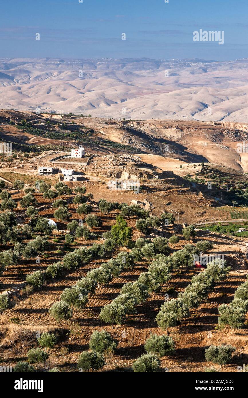 Olive field hi-res stock photography and images - Alamy