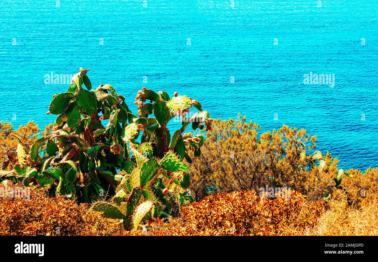 Cactus plant in Villasimius Mediterranean Sea in Sardinia Island Italy ...