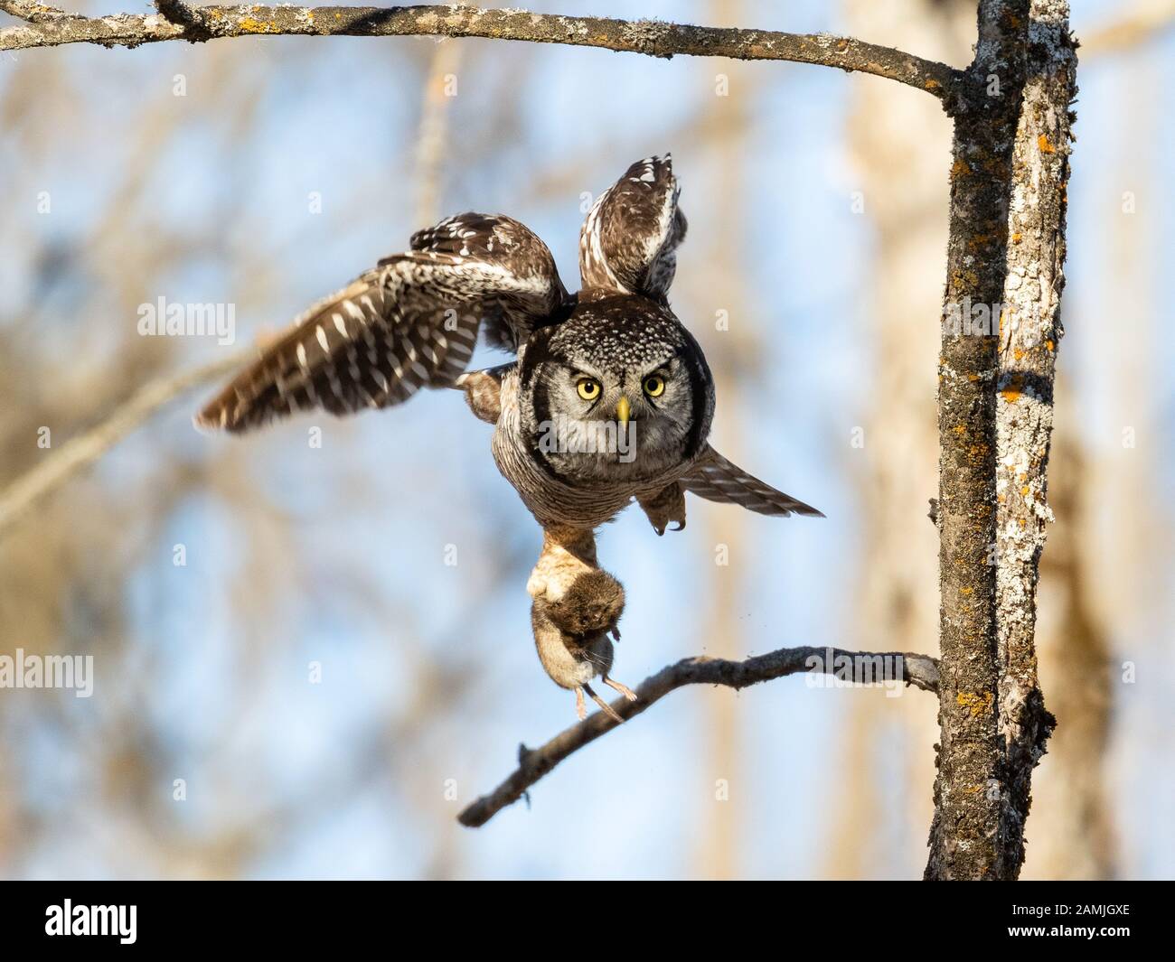 Northern hawk owl in flight with a prey, Eatern Ontario Stock Photo - Alamy