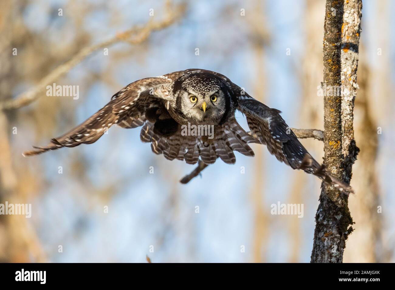 Northern hawk owl in flight, Eatern Ontario Stock Photo - Alamy
