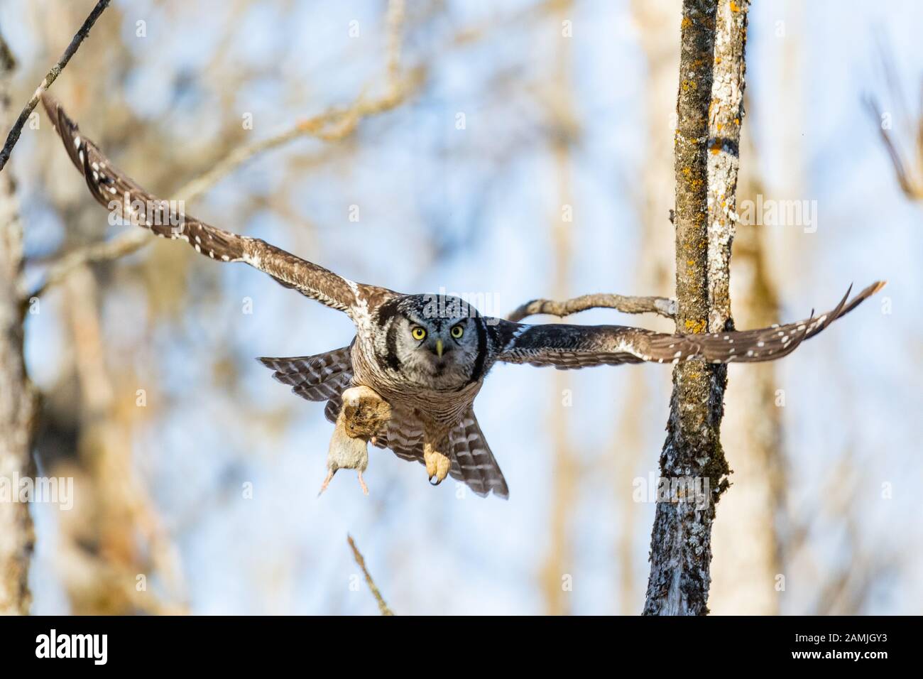 Northern hawk owl in flight with a prey, Eatern Ontario Stock Photo - Alamy