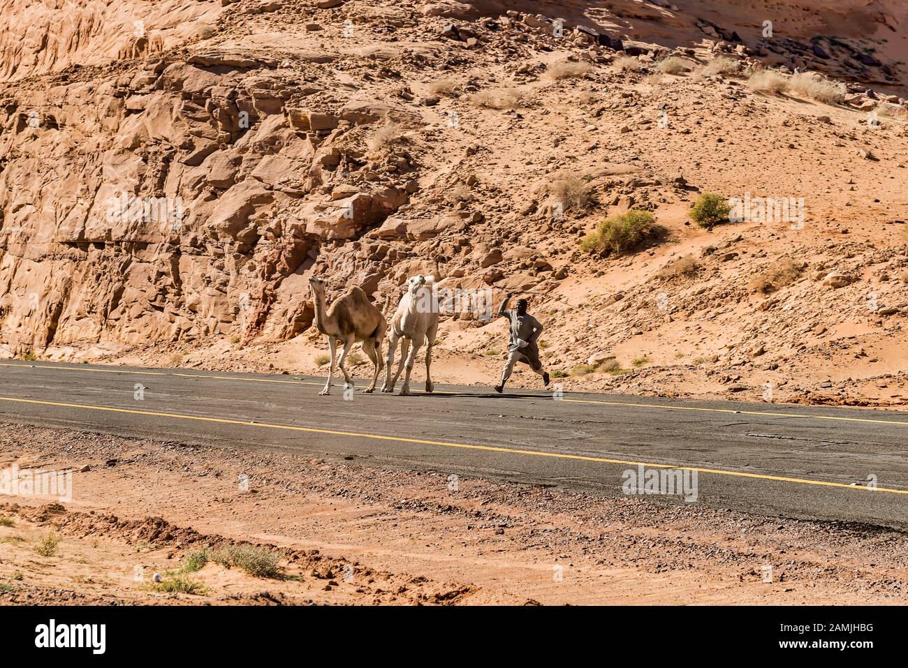 Camel herder chasing camels from road Stock Photo - Alamy
