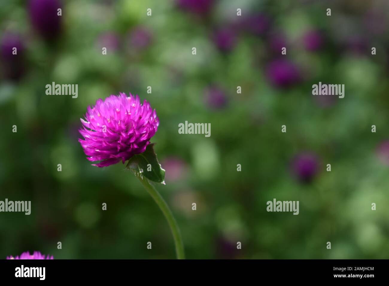 Bachelors button flower hi-res stock photography and images - Alamy