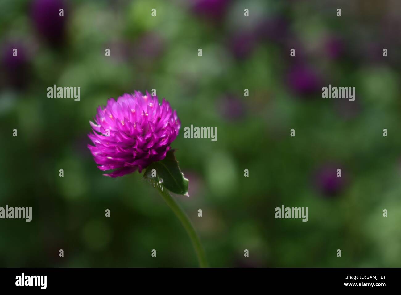 Bachelors button flower hi-res stock photography and images - Alamy