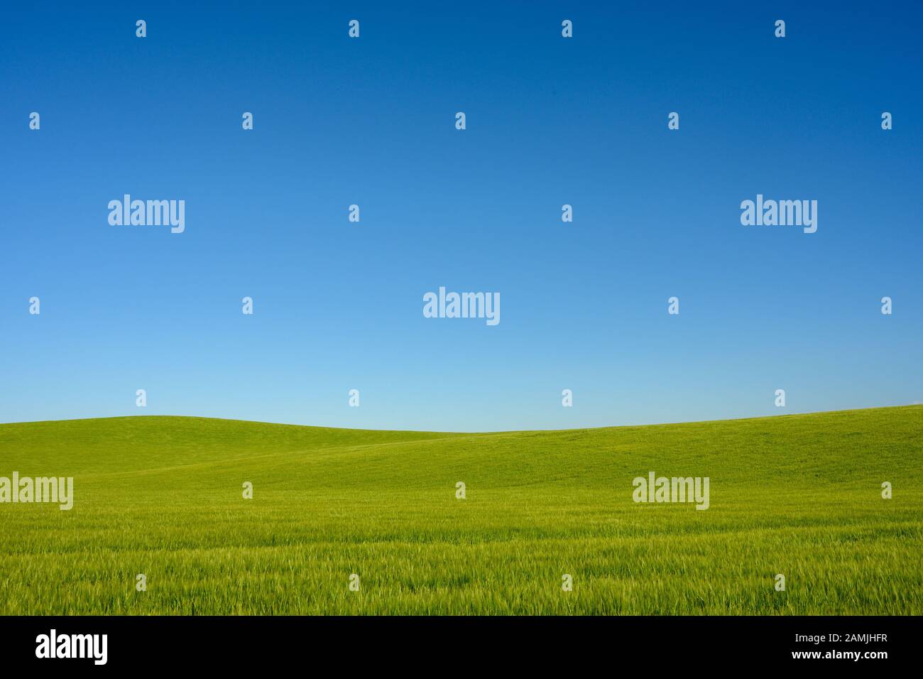Thick Grasses Grow on Smooth Hills below blue sky Stock Photo - Alamy