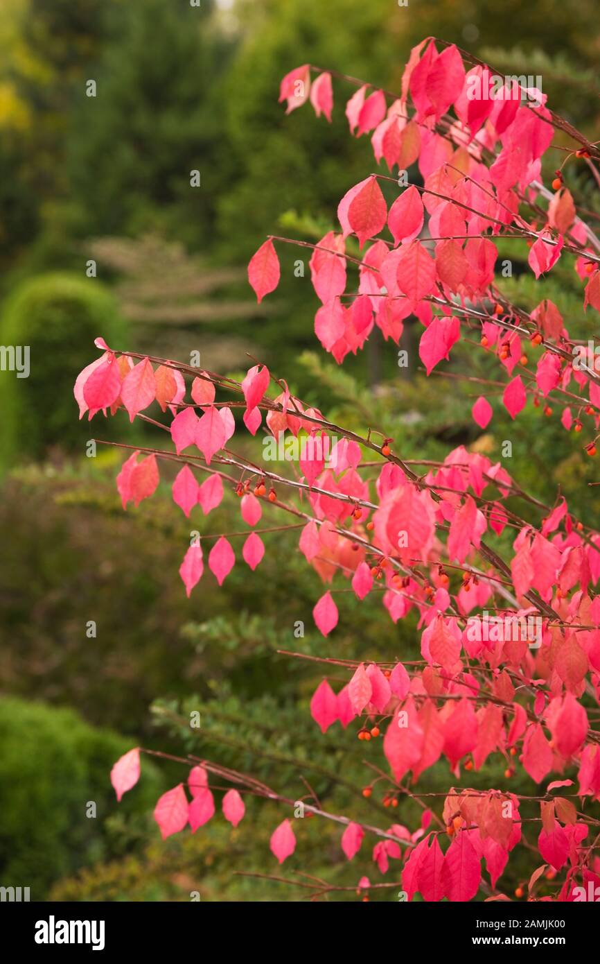 Close-up of Euonymus alatus - Spindle Tree with red leaves in private ...