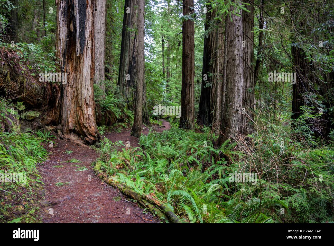 Trail Around Downed Redwood Tree in pacific northwest Stock Photo - Alamy