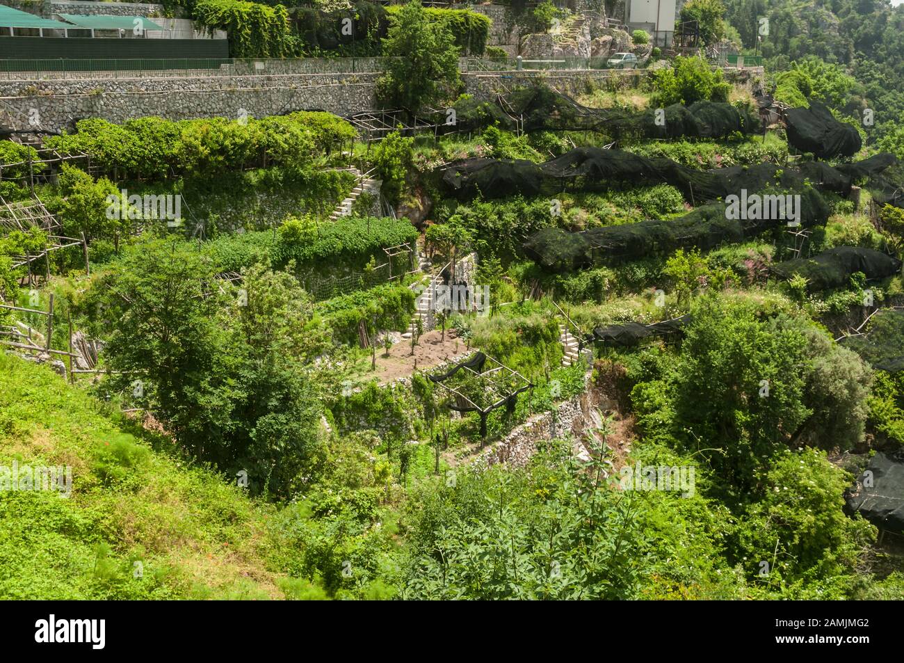 Vegetation on steps hi-res stock photography and images - Alamy