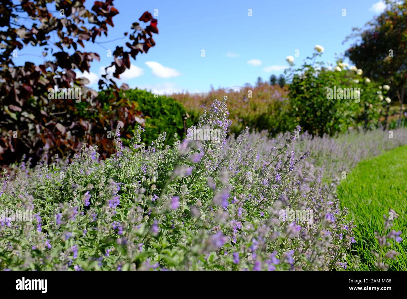 Adelaide botanic garden Stock Photo - Alamy