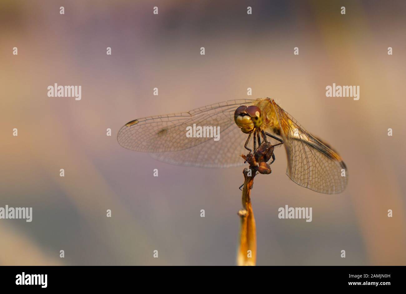 A close up of the face of an orange dragonfly balancing on a withered ...