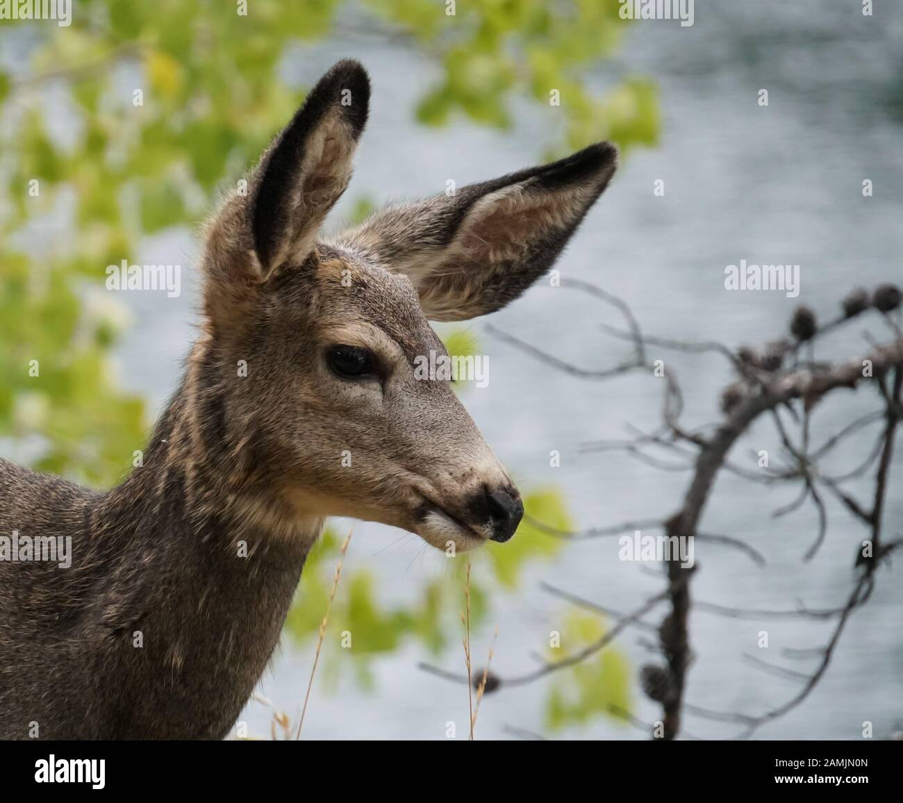 Deer side view hi-res stock photography and images - Alamy