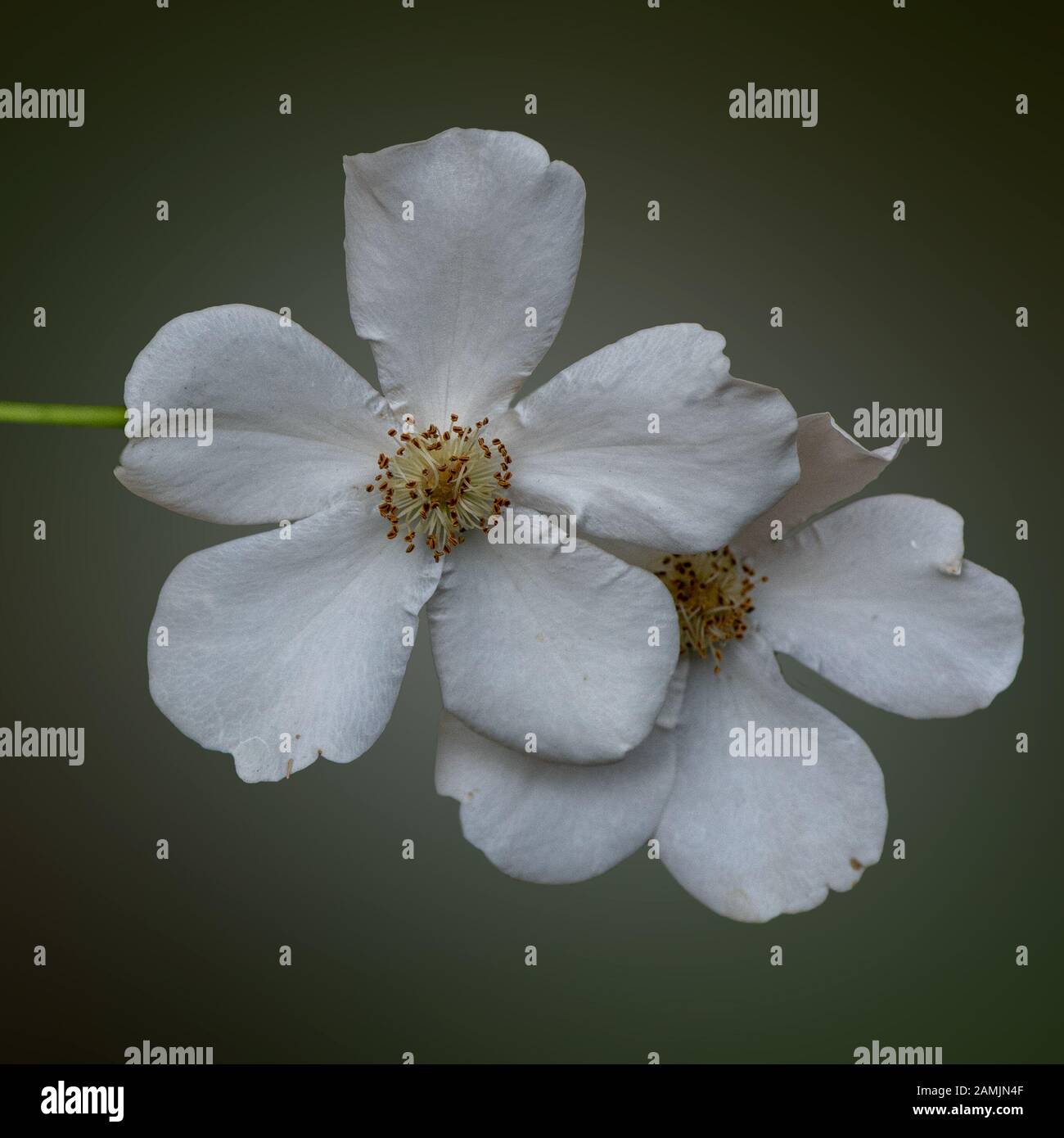 White California wild roses (Rosa californica) in nature, viewed from ...