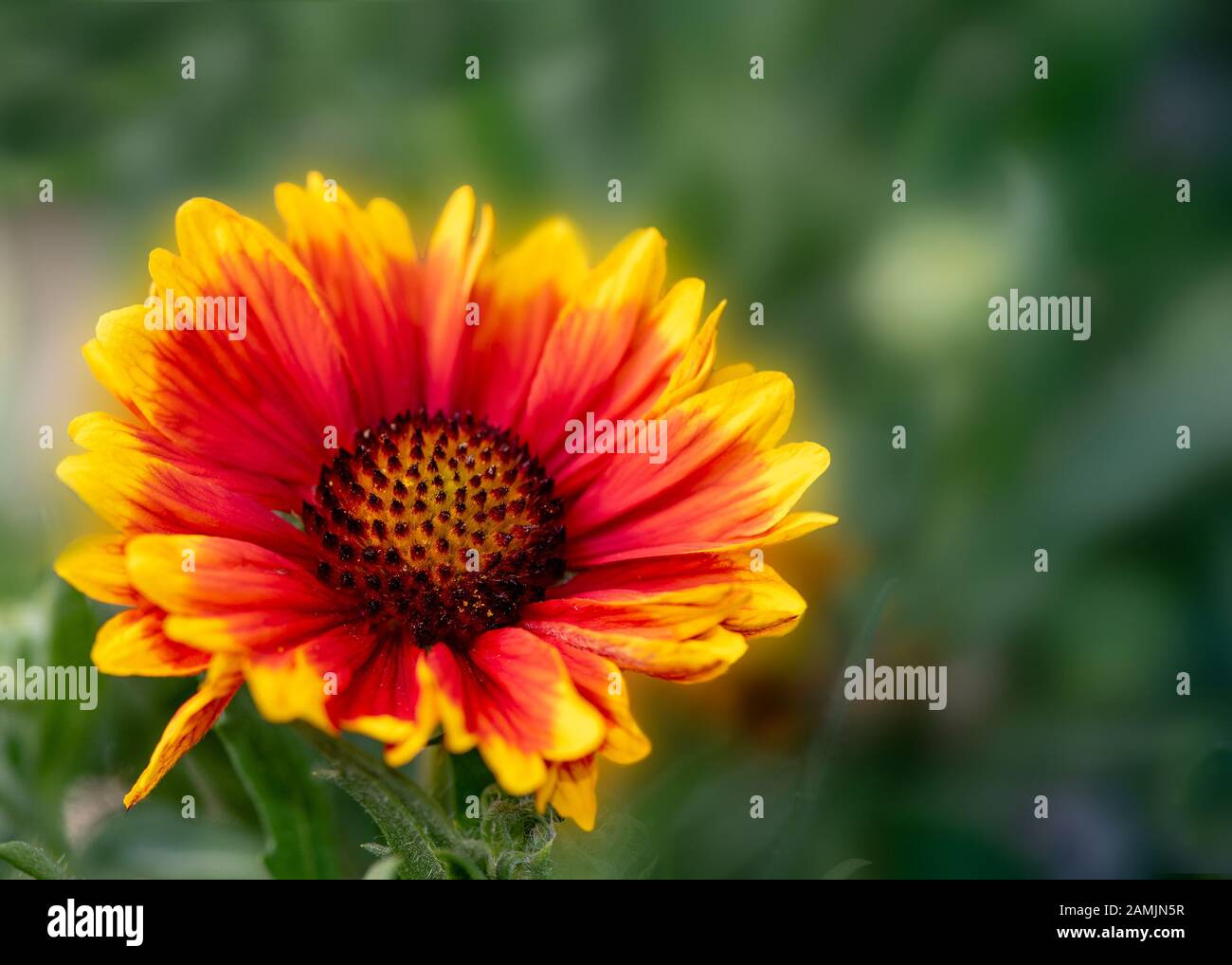 Arizona Sun Blanket Flower, Gaillardia grandiflora, selective focus ...
