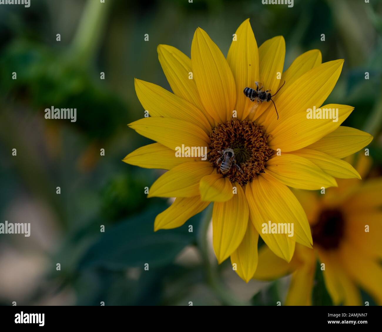 A sunflower in nature being pollinated by honey bees, close-up and top ...