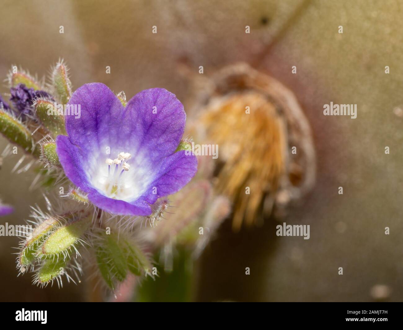 Small purple color flowers hi-res stock photography and images - Alamy