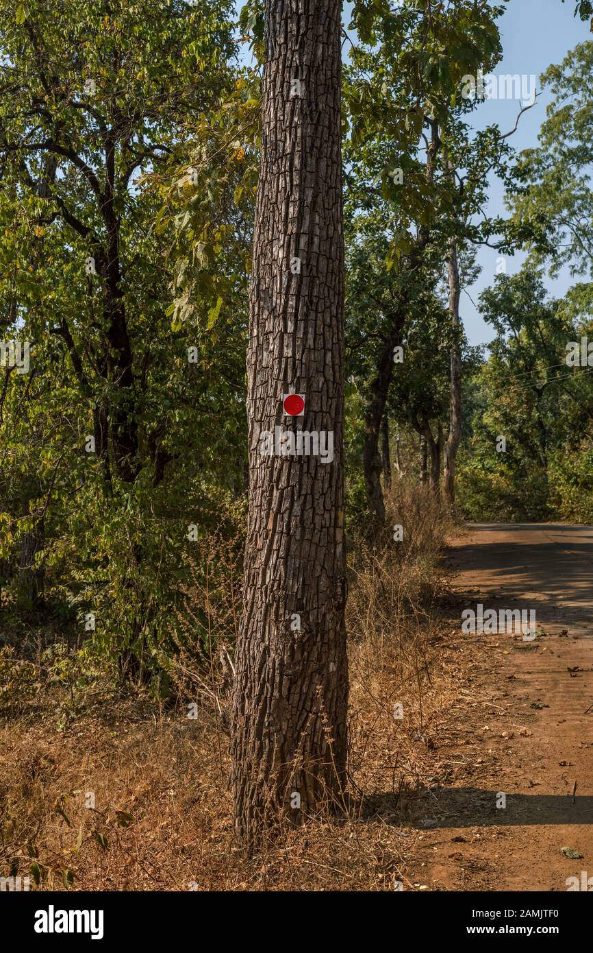 Terminalia elliptica hi-res stock photography and images - Alamy