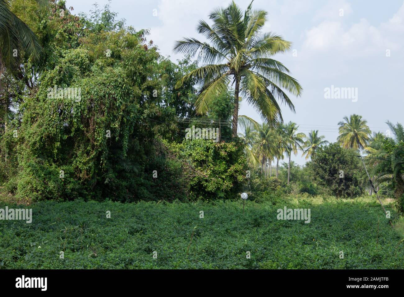 Green chilli plantation near Kolar, Karnataka, India. Green chilli ...