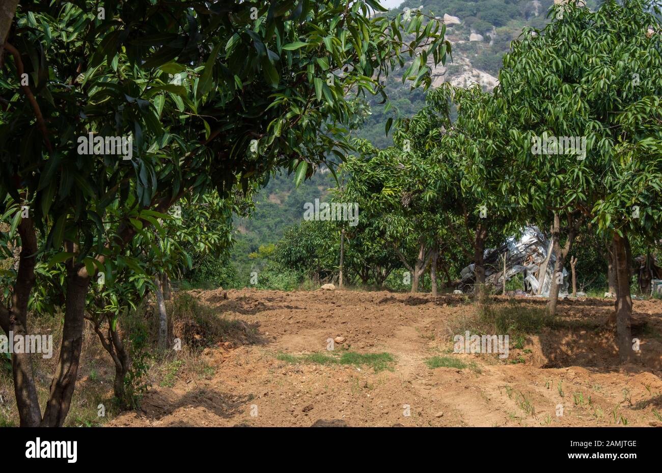 View of Mango tree plantation. Mango tree farm Stock Photo - Alamy