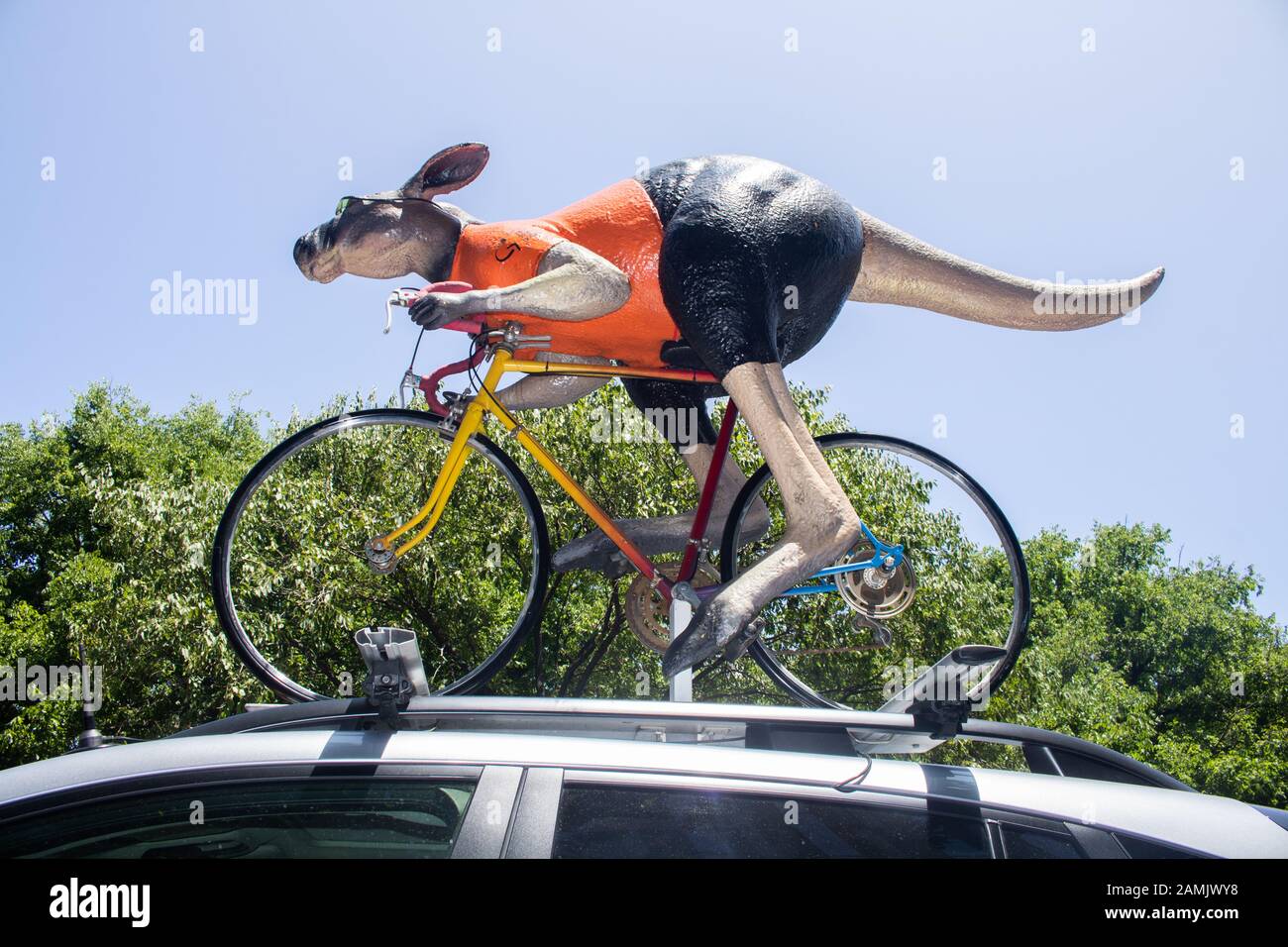 Adelaide, Australia. 14 January 2020. A giant kangaroo riding a bicycle ...