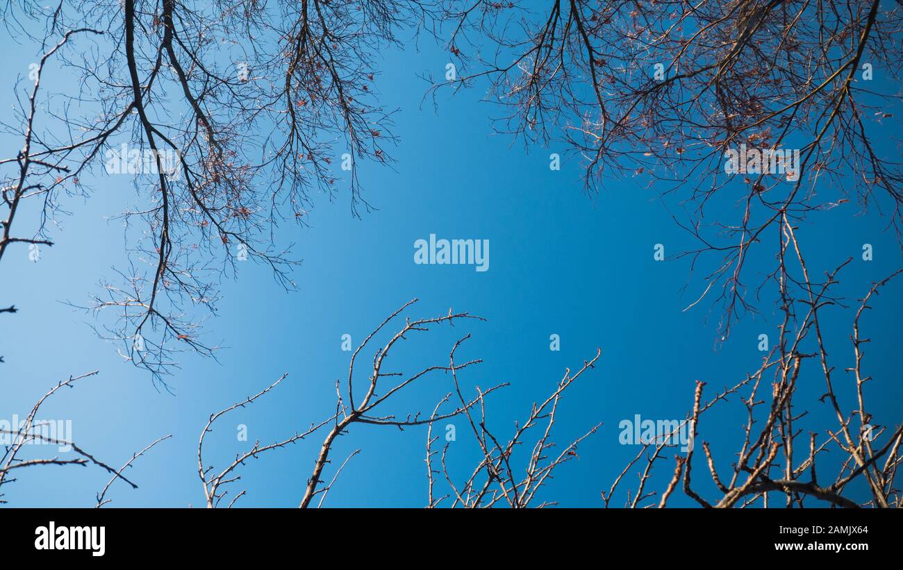 Branches reach up hi-res stock photography and images - Alamy