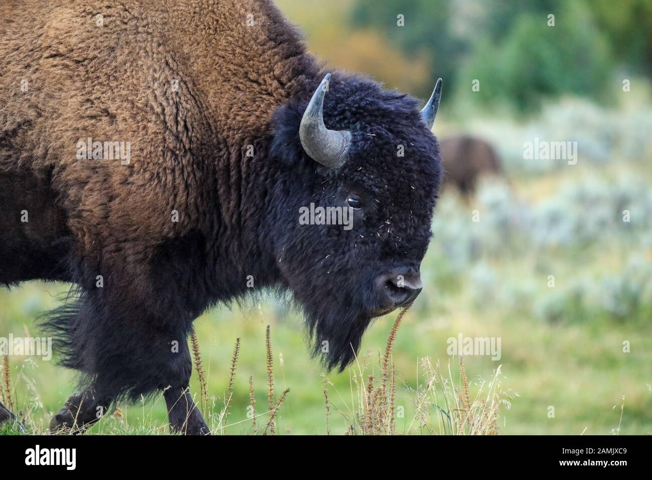 American Bison bull closeup side profile Stock Photo - Alamy