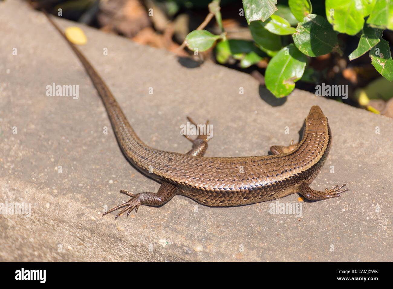 Common lizard on the concrete wall in sunshine Stock Photo - Alamy
