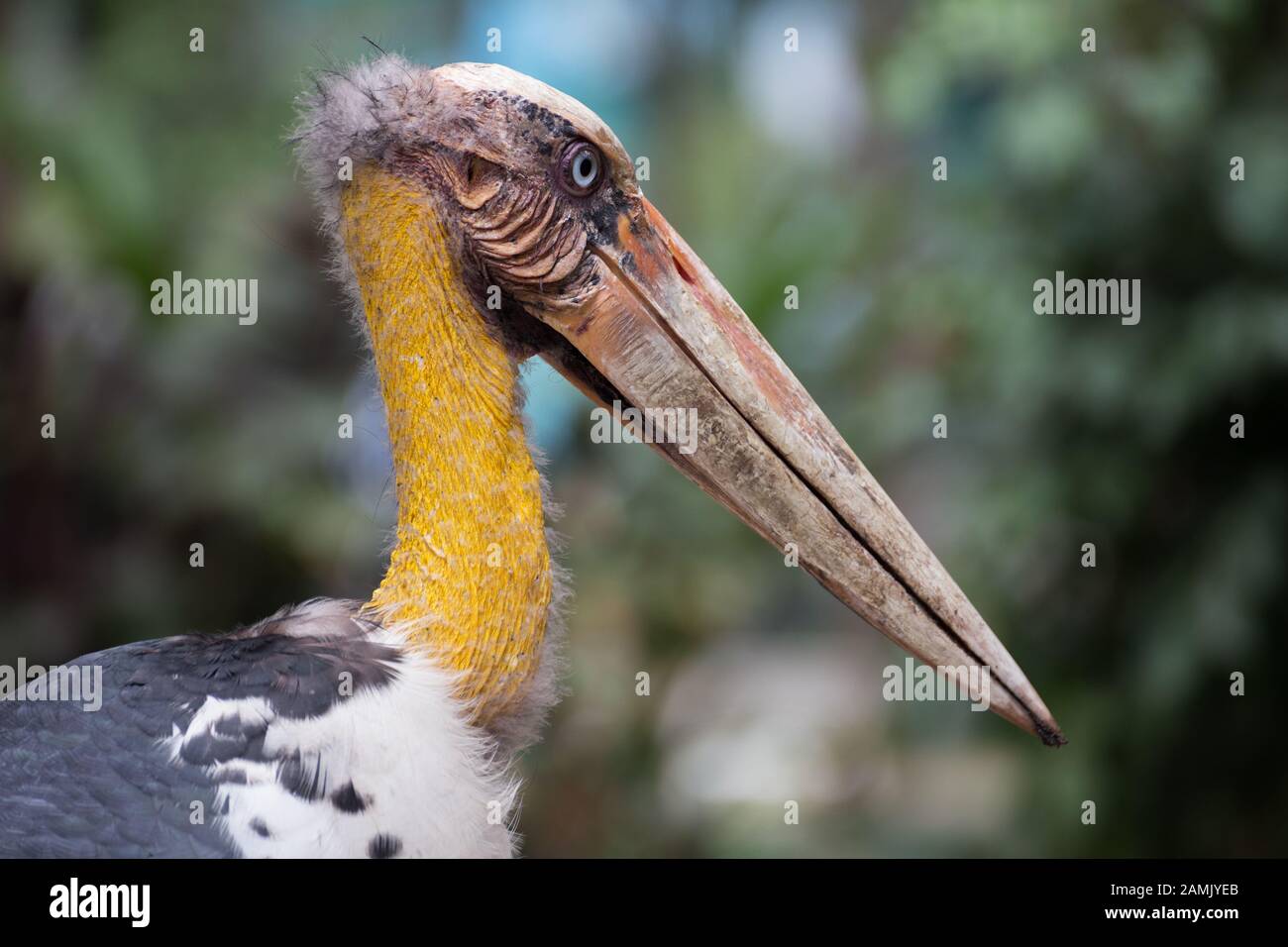 Marabou hi-res stock photography and images - Alamy