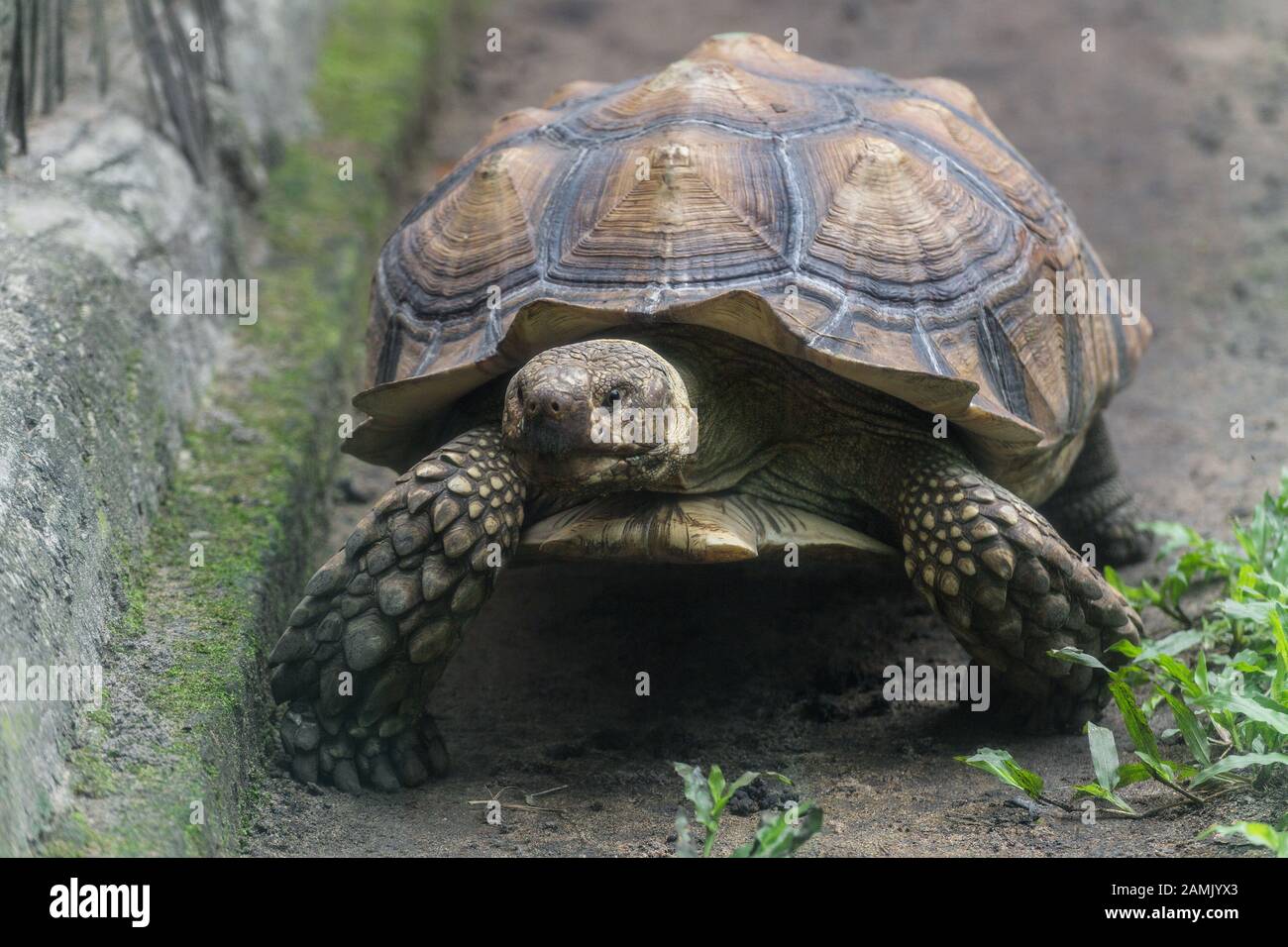 Turtle crawling on the ground Stock Photo - Alamy