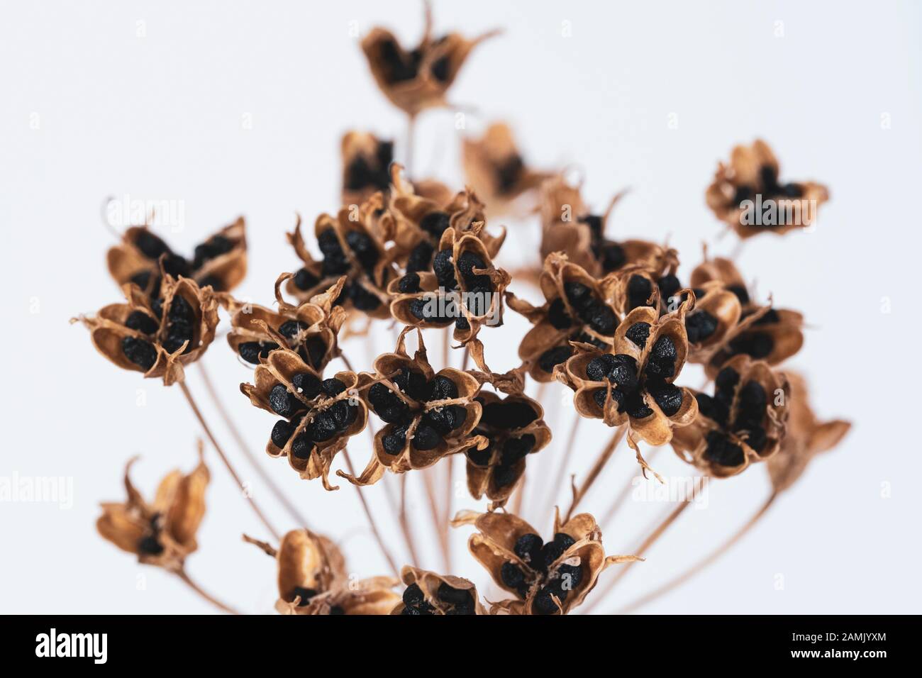 Macro image of a dried onion weed head with seeds against a white ...