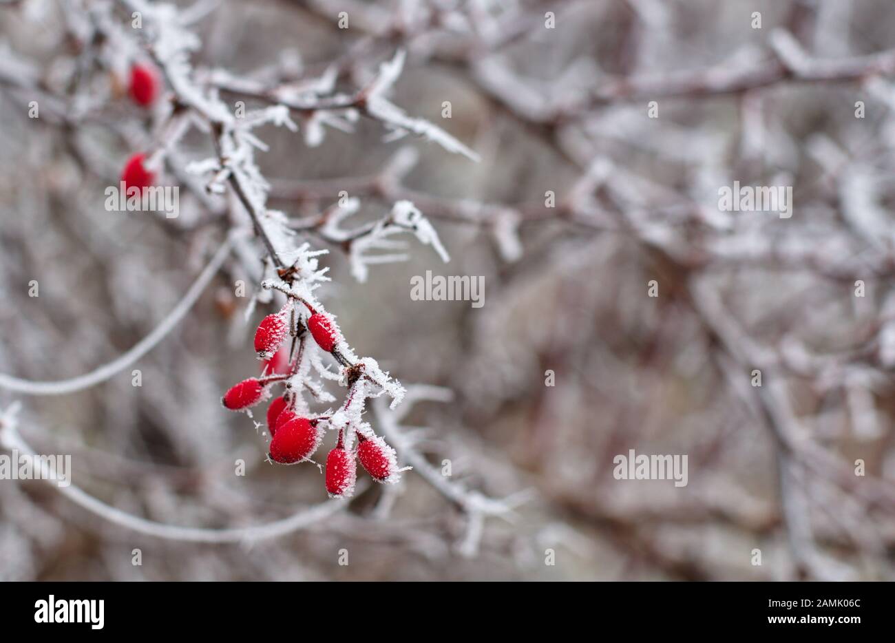 Branches with red berries hi-res stock photography and images - Alamy