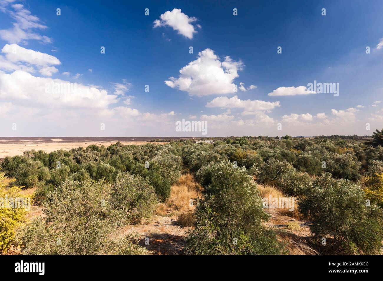 Oasis in eastern desert, near Azraq, Jordan, middle east, Asia Stock ...