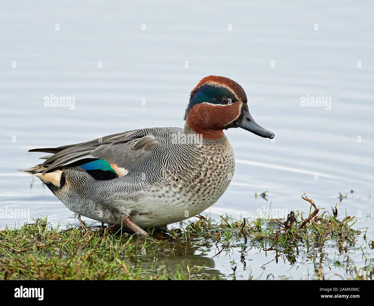 Eurasian teal in natural habitat hi-res stock photography and images ...