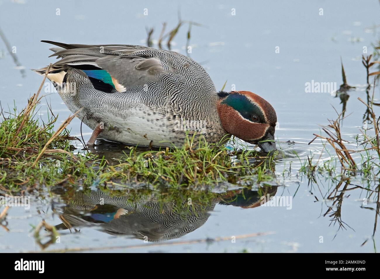 Eurasian teal in its natural habitat in Denmark Stock Photo - Alamy