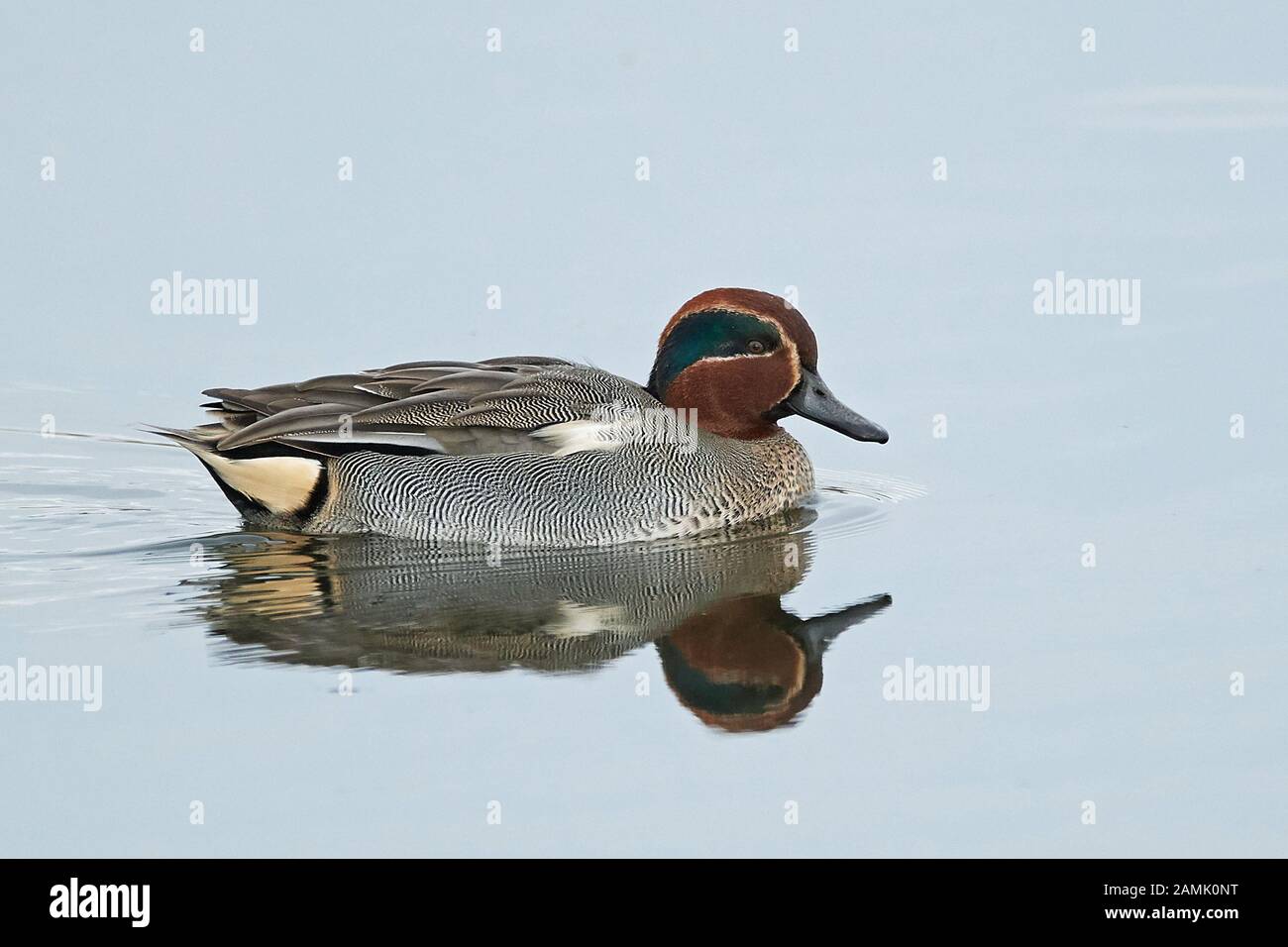 Eurasian teal in its natural habitat in Denmark Stock Photo - Alamy