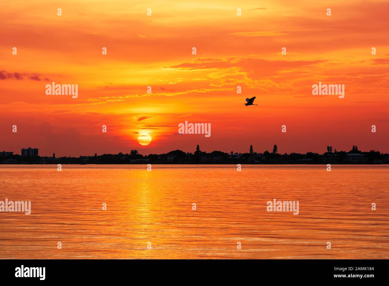 Bird fly at Sunset in Siesta Key beach Stock Photo - Alamy