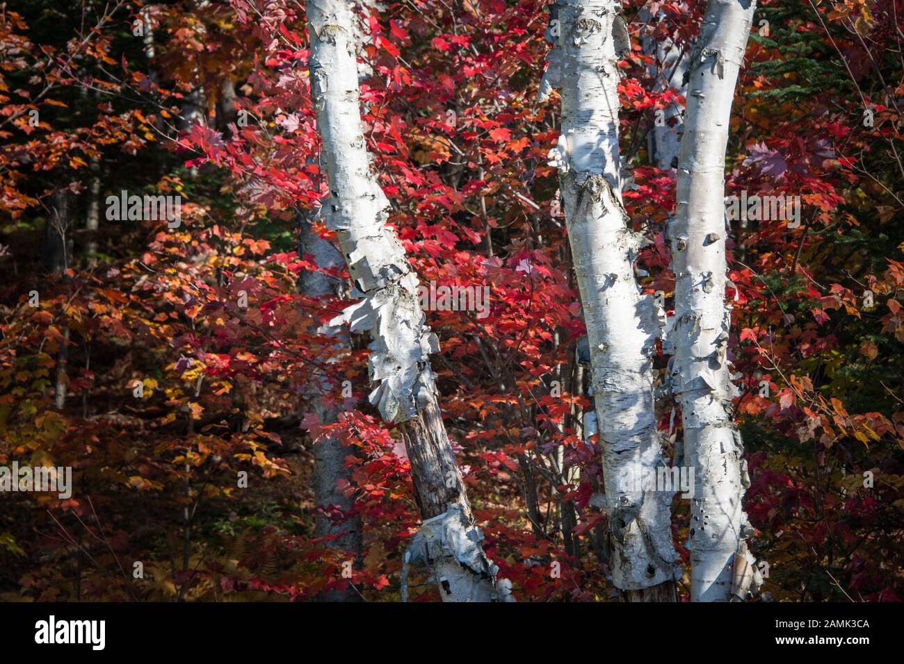 White tree trunks hi-res stock photography and images - Alamy