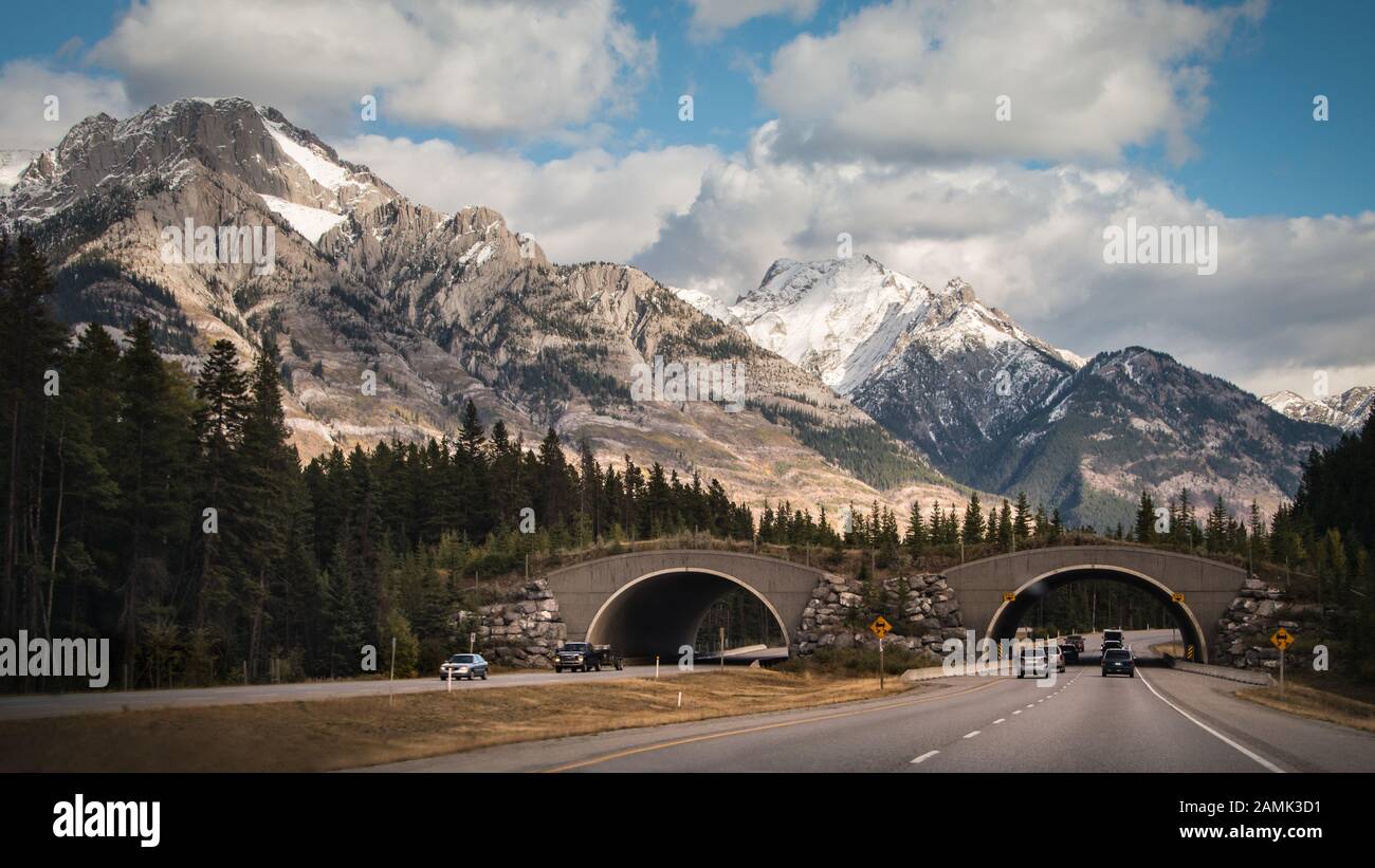 Wildlife crossing overpass hi-res stock photography and images - Alamy