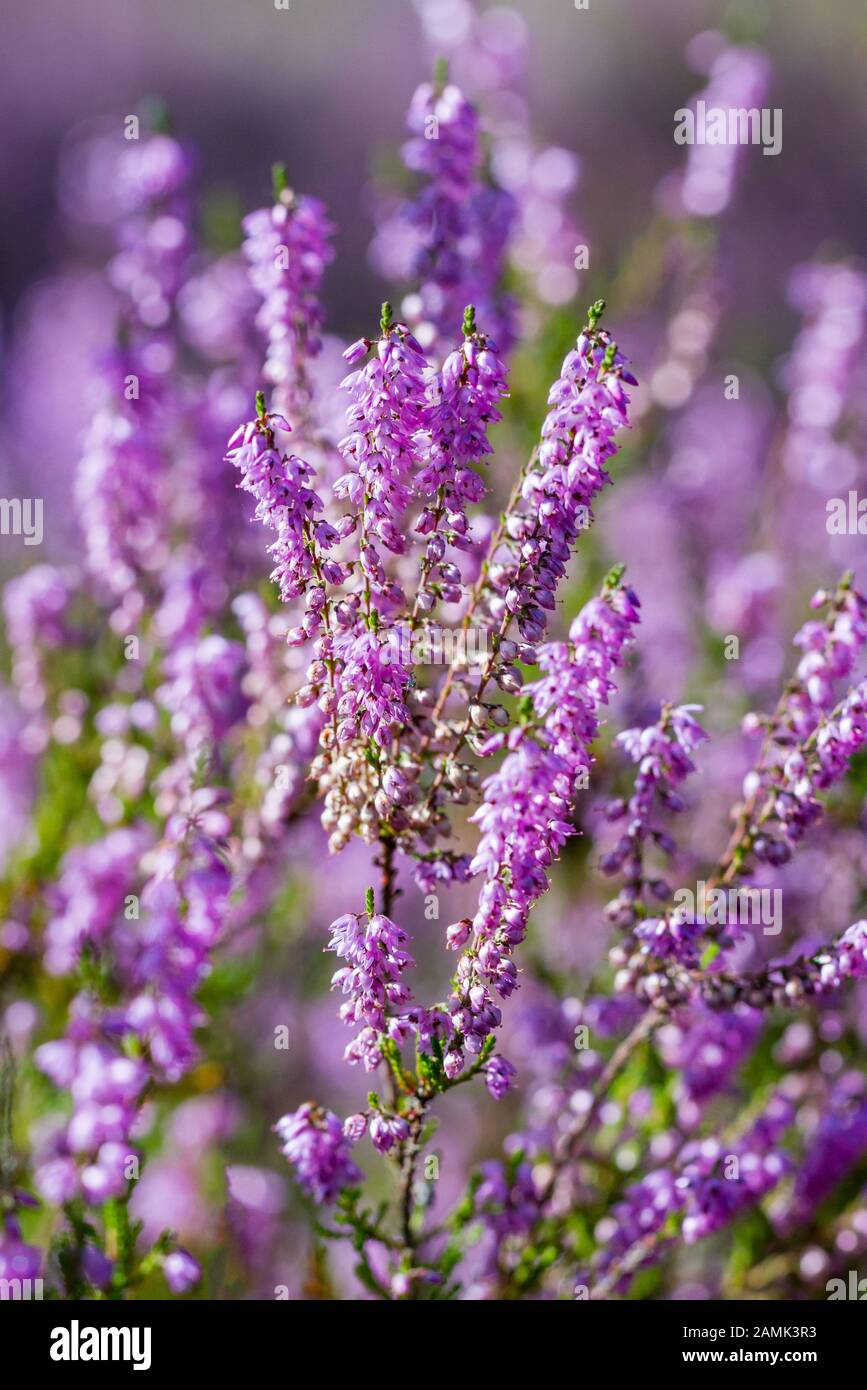 Natural growing violet heathers in a wood Stock Photo - Alamy