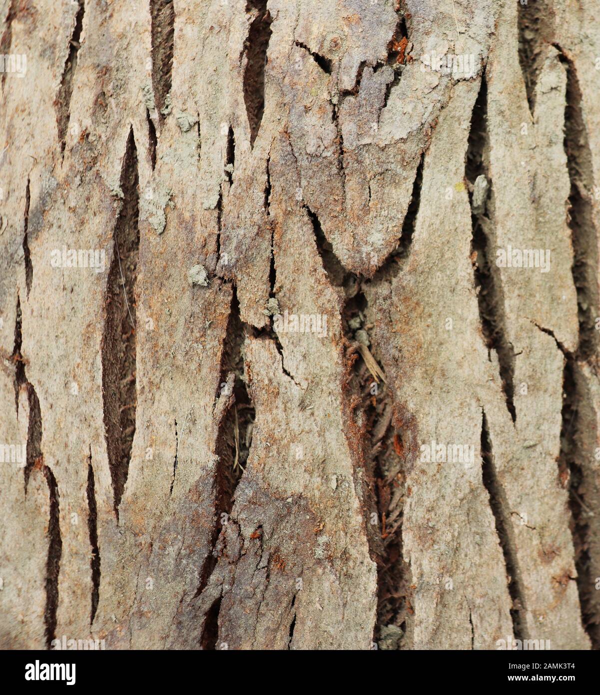 Dry tree bark texture background, Wood background Stock Photo - Alamy