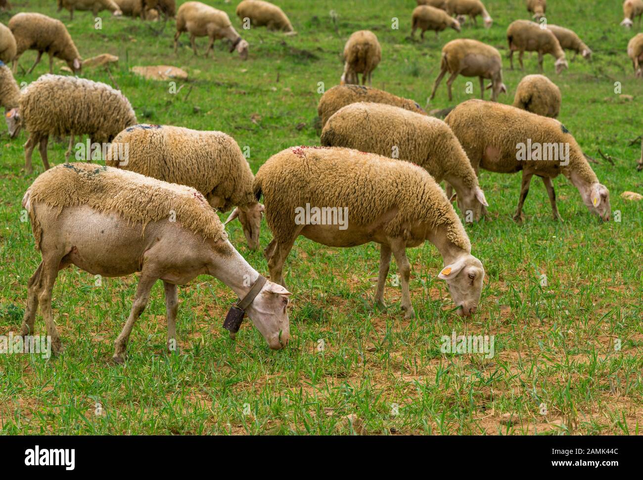 Portuguese sheep hi-res stock photography and images - Alamy