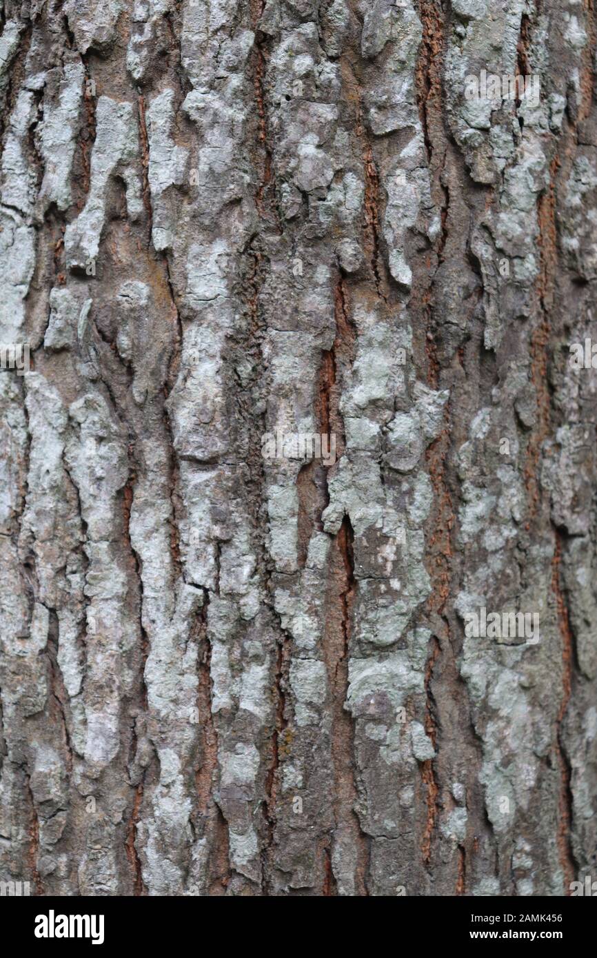 Seamless tree bark texture. Tree bark texture background Stock Photo ...