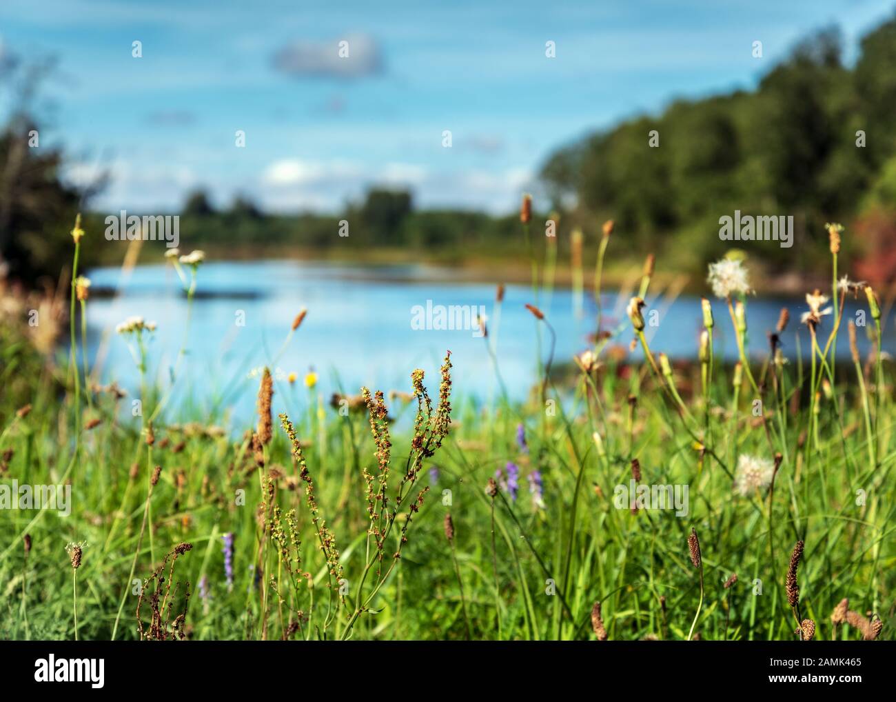 View to lake in a sunny time Stock Photo - Alamy