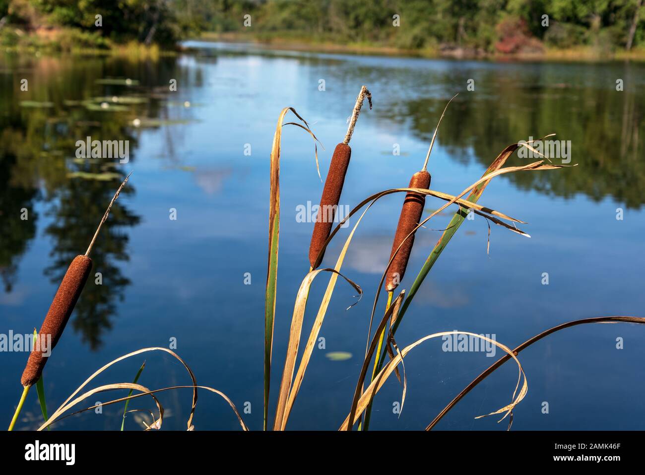 View to lake in a sunny time Stock Photo - Alamy