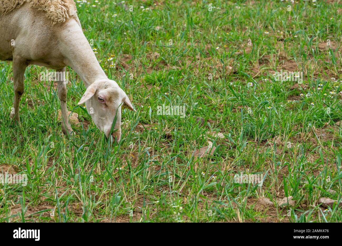 Portuguese sheep hi-res stock photography and images - Alamy