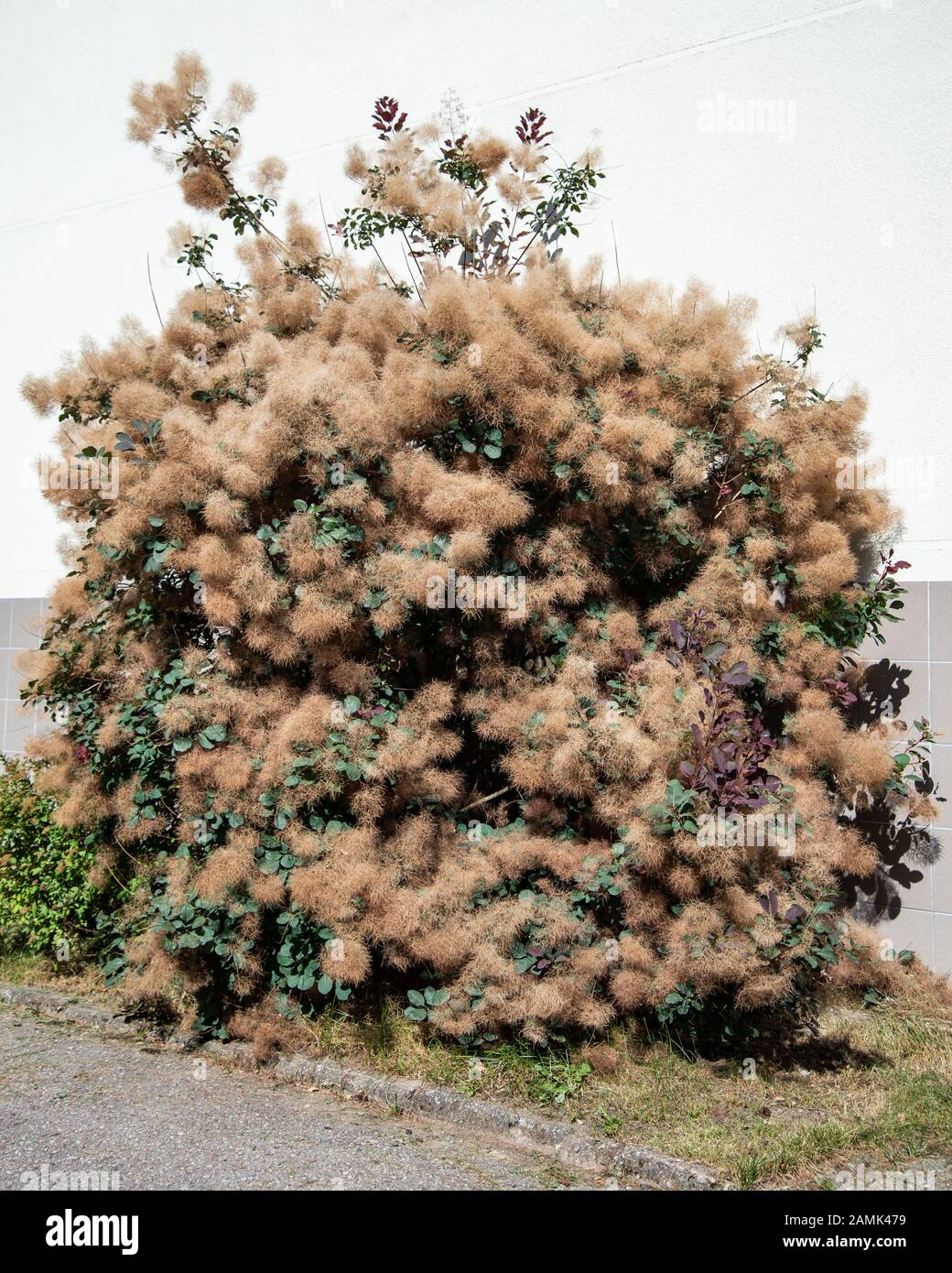 Large decorative bush next the white wall of building Stock Photo - Alamy