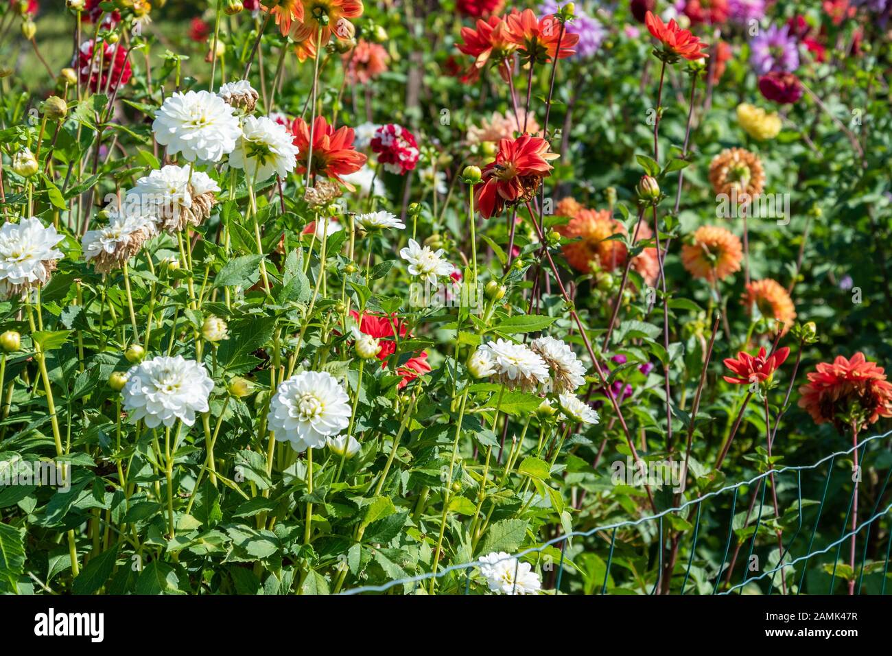 Natural flower bed in a garden Stock Photo - Alamy