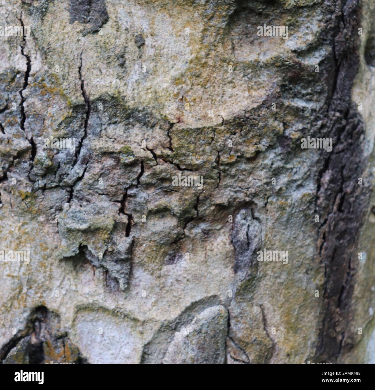 Seamless tree bark texture. Tree bark texture background Stock Photo ...