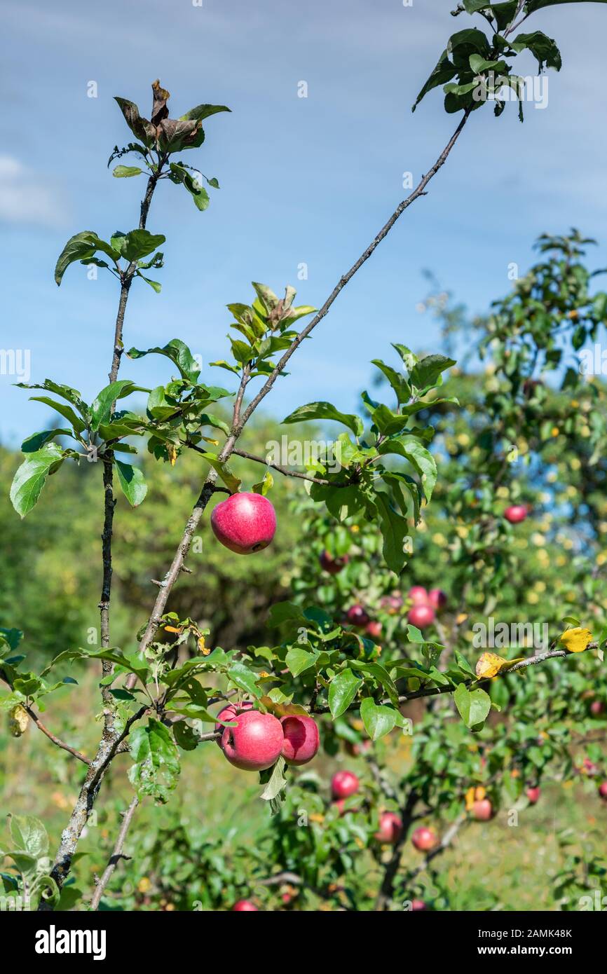 Growing small trees with apples Stock Photo - Alamy