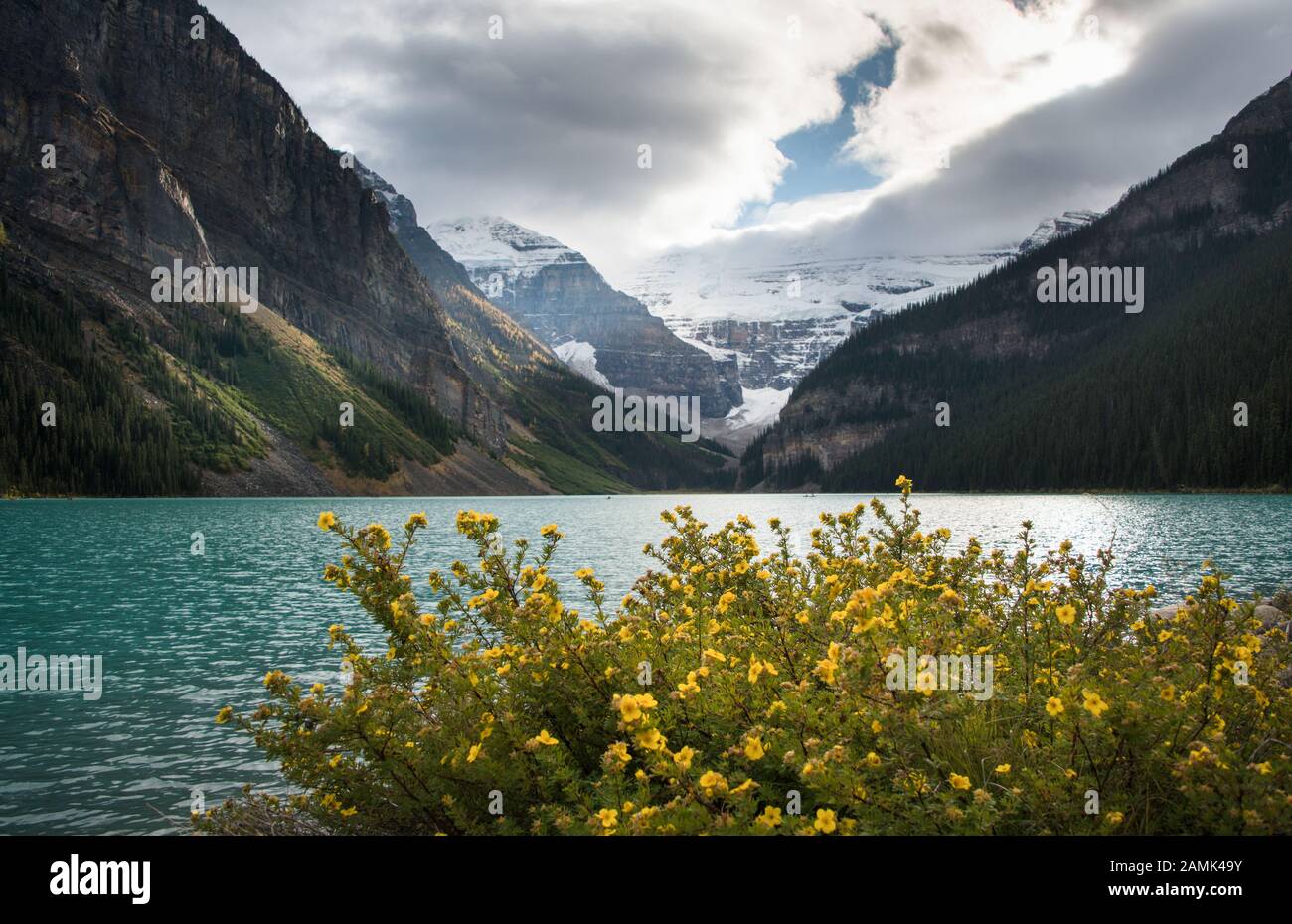 Banff national park lake flower hi-res stock photography and images - Alamy