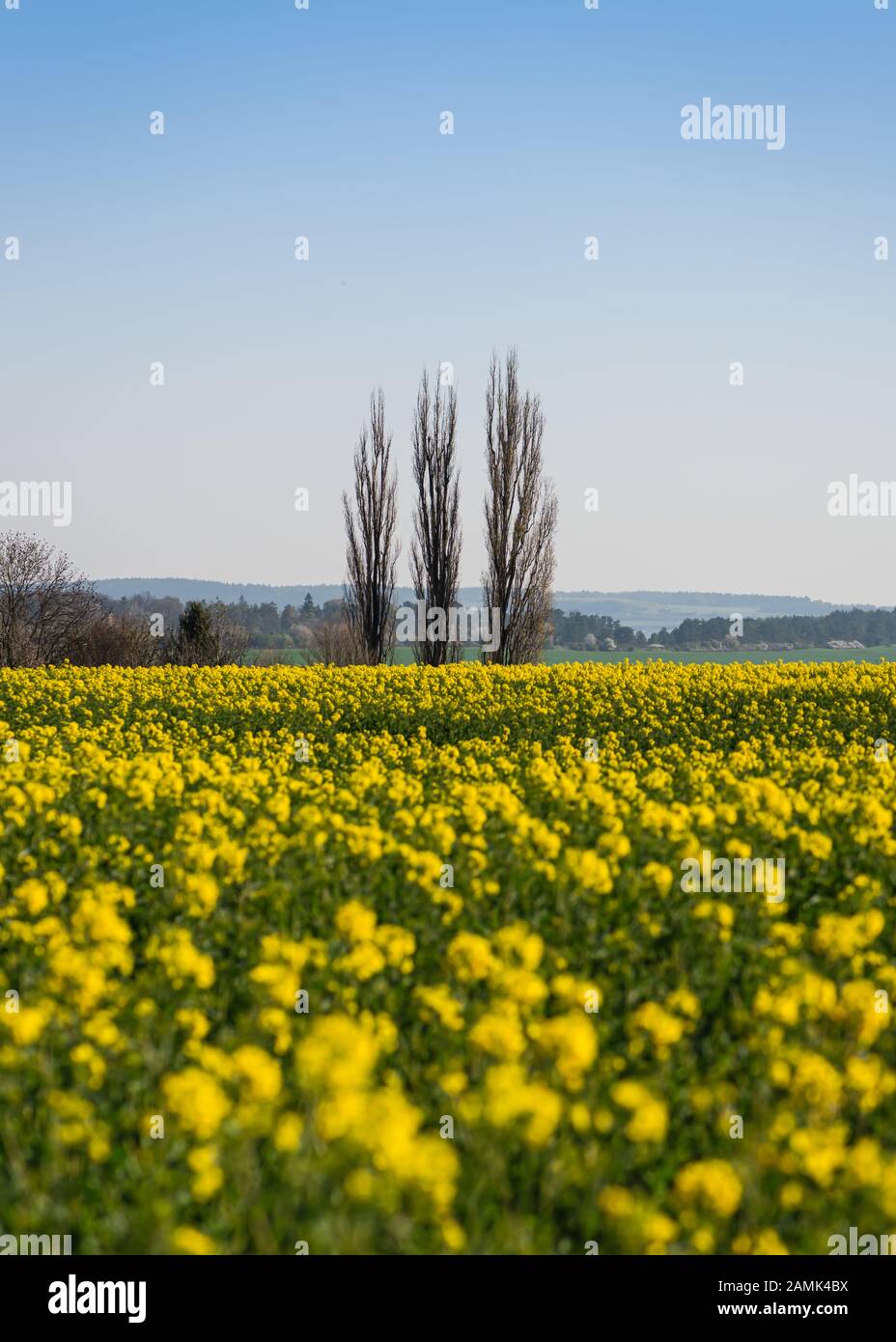 Spring yellow field of blooming raps with trees in the background and ...